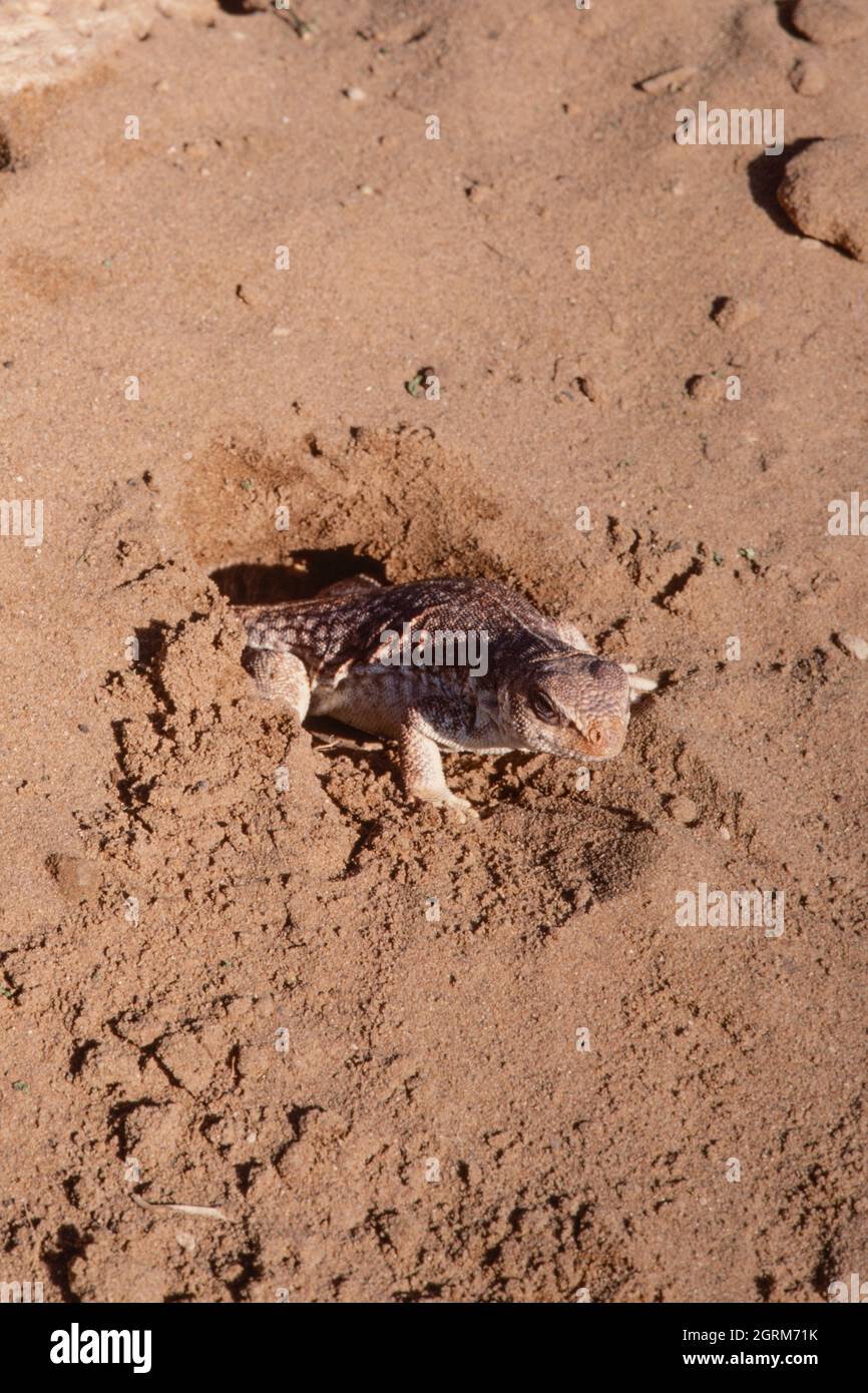 A Desert Iguana, Dipsosaurus dorsalis, in a newly-dug burrow in the ...