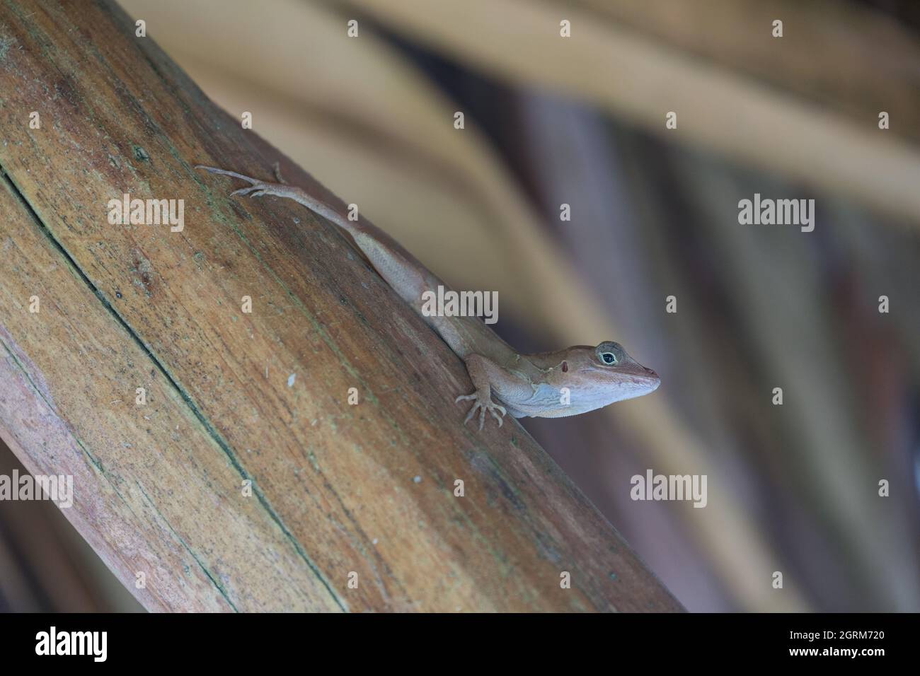 A Common Stout Anole, Audantia hispaniolae, on a wooden rafter in the ...