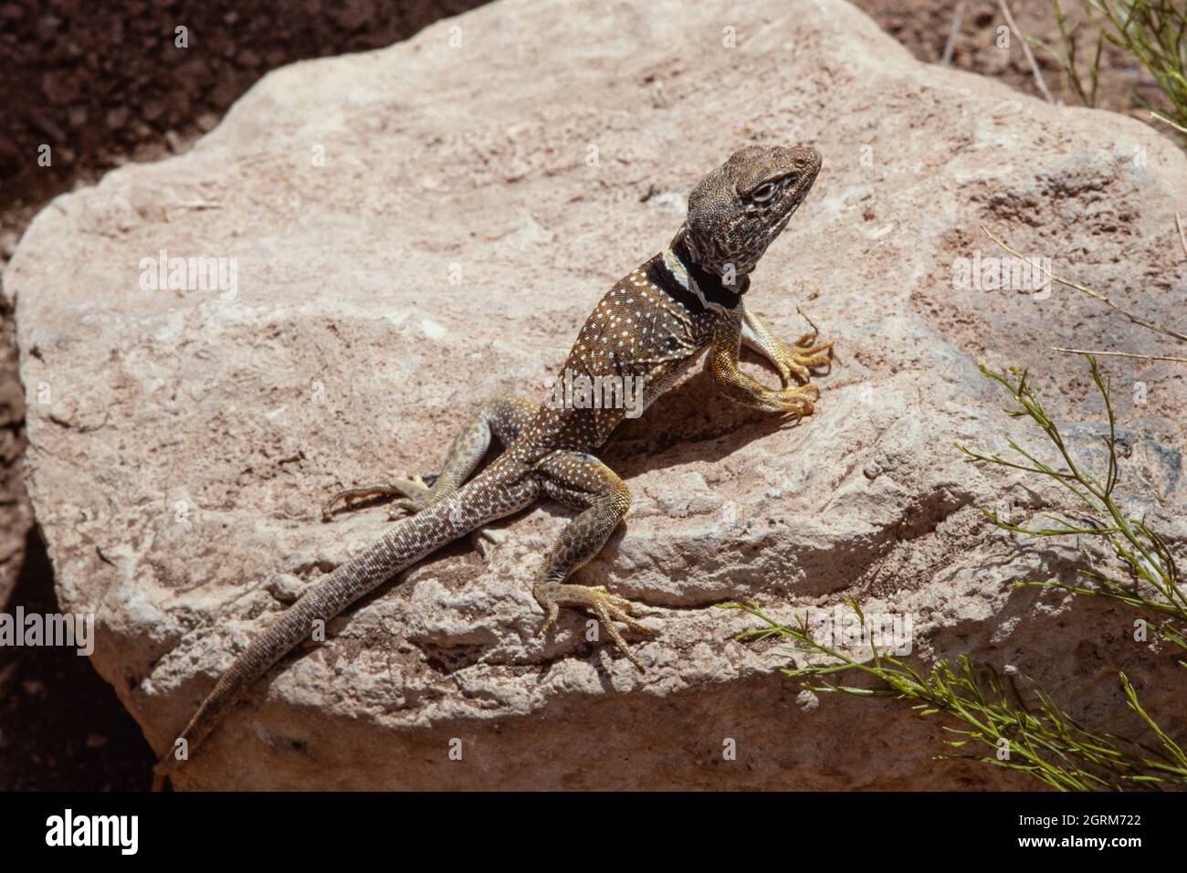 A male Great Basin Collared Lizard, Crotaphytus bicinctores, basks in ...