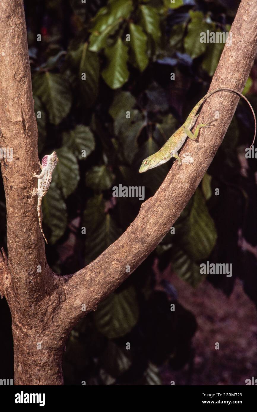 A male Neoptropical Green Anole, Anolis biporcatus, faces off against a ...