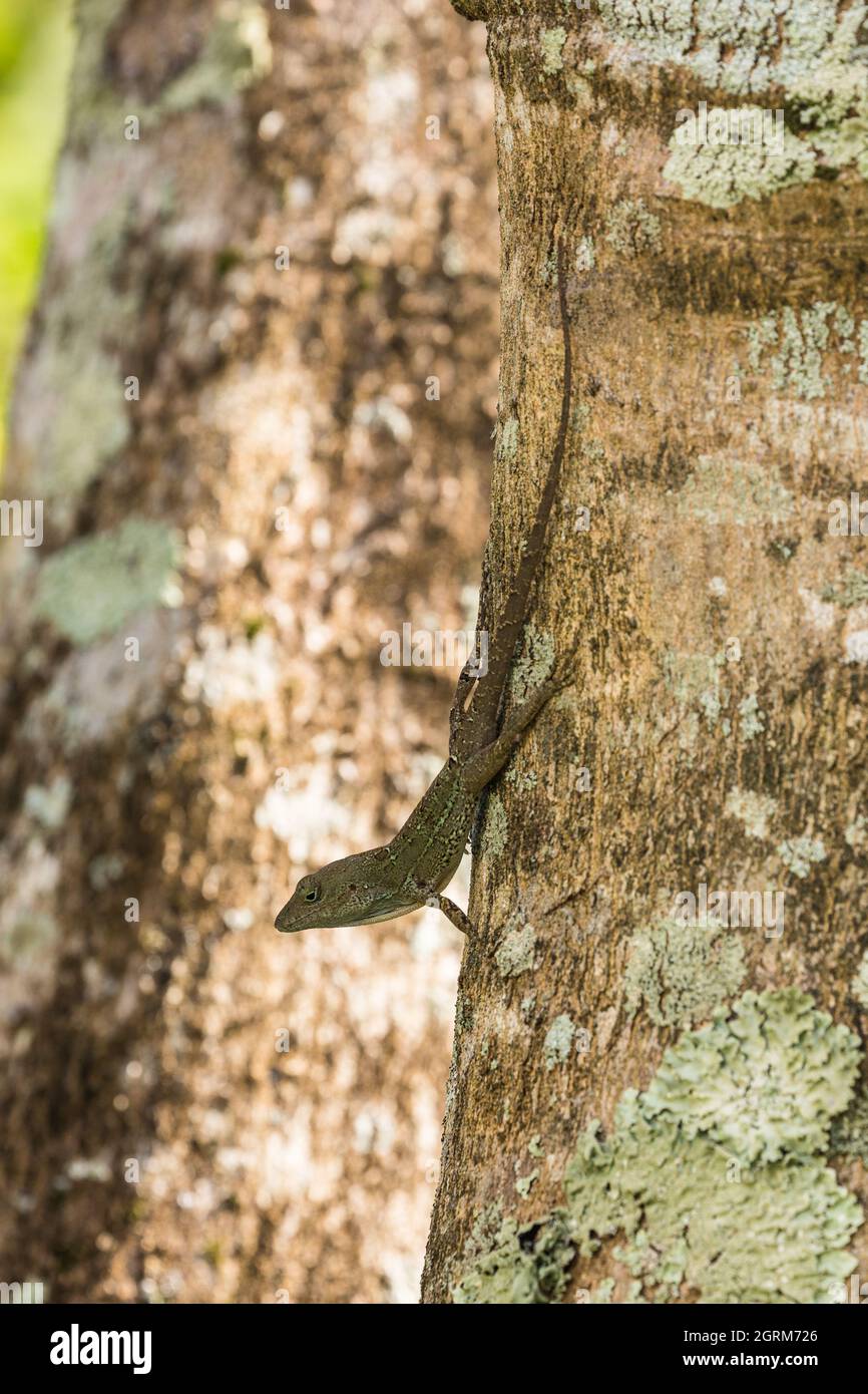 A Common Stout Anole, Audantia hispaniolae, on a tree trunk in the ...