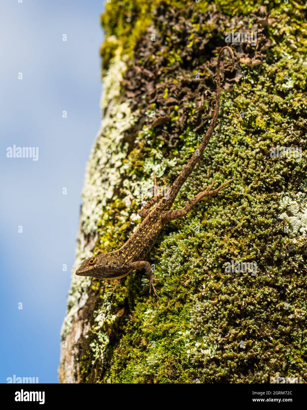A Brown Anole, Anolis sagrei, also known as the Bahaman Anole on Kauai ...