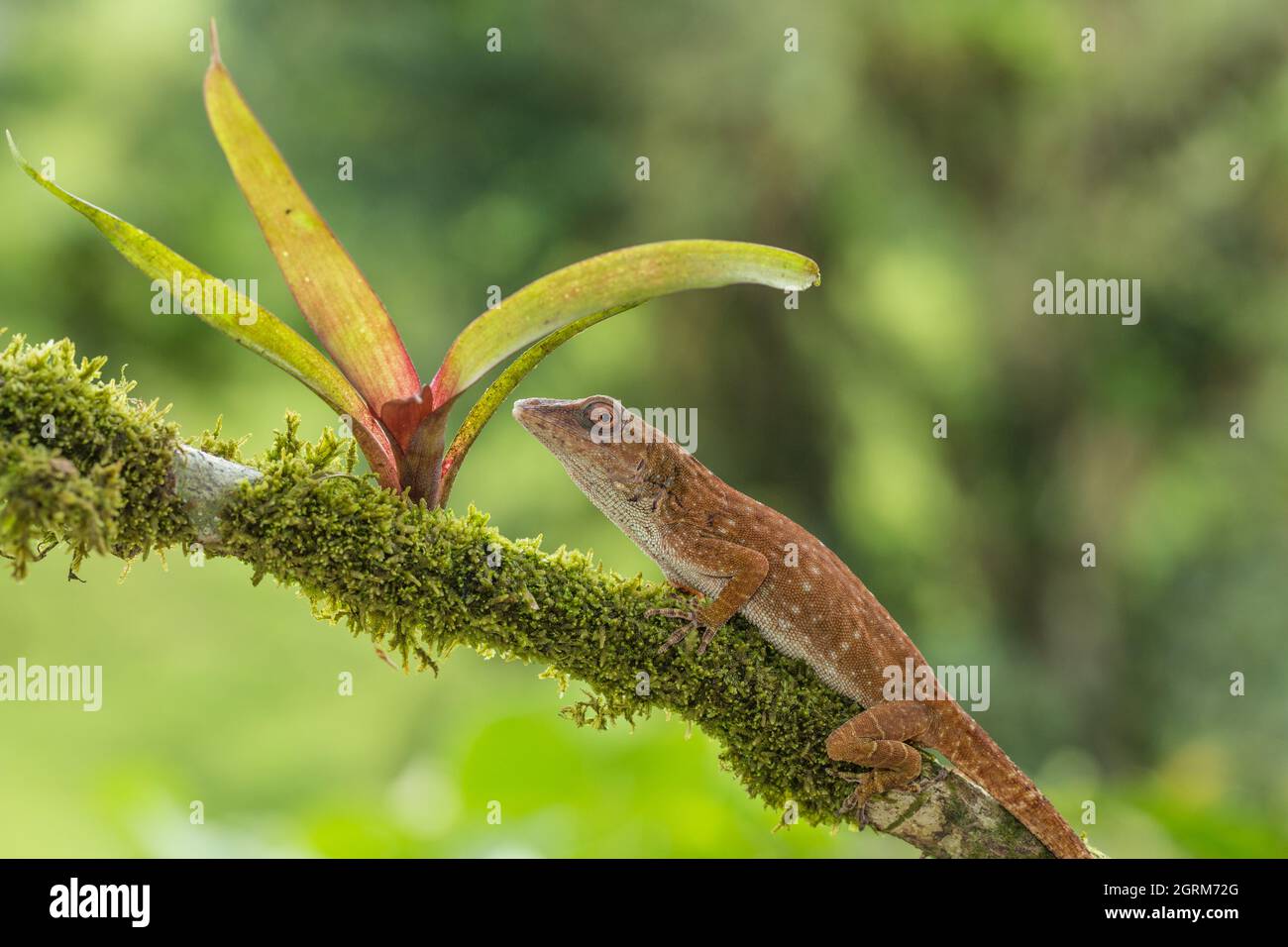 A female Green Tree Anole, or Neoptropical Green Anole, Anolis ...