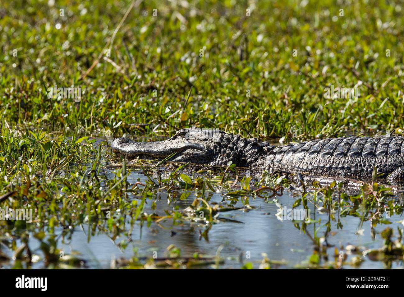 An adult American Alligator, Alligator mississippiensis, can measure 3. ...