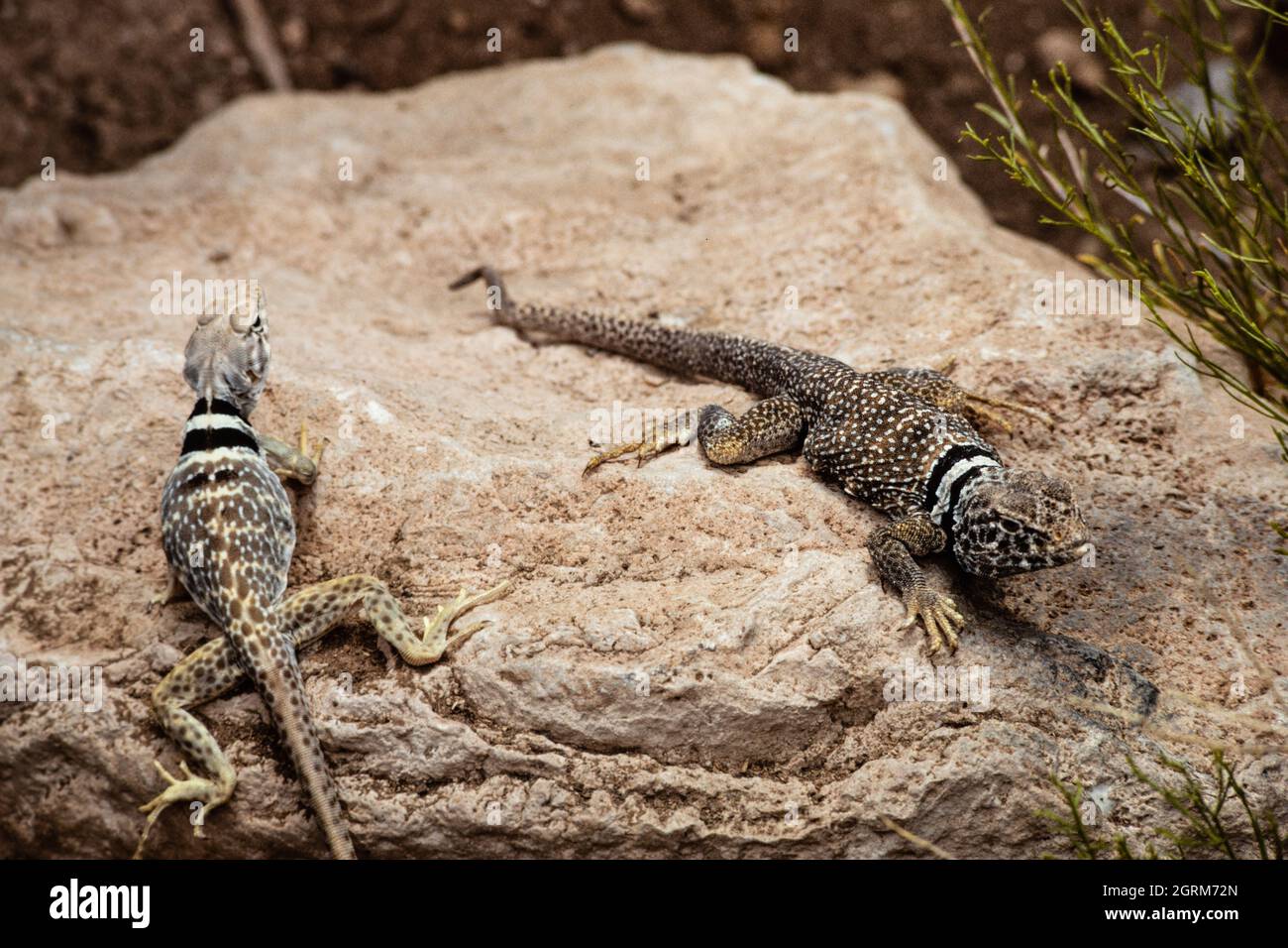 A mating pair of Great Basin Collared Lizards, Crotaphytus bicinctores, on a rock in Arizona ...