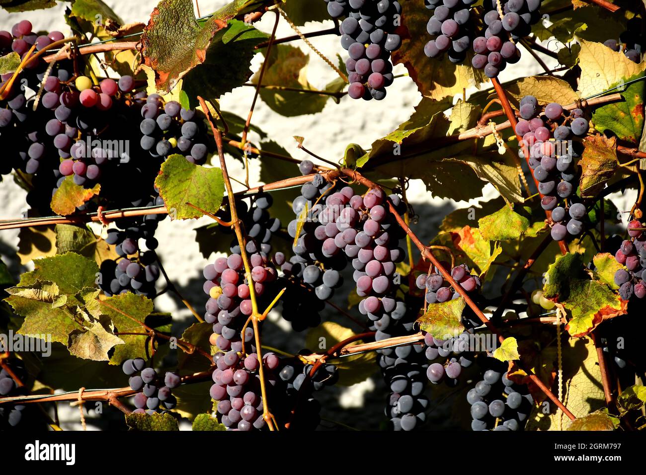 blue ripe grapes in a vineyard Stock Photo - Alamy