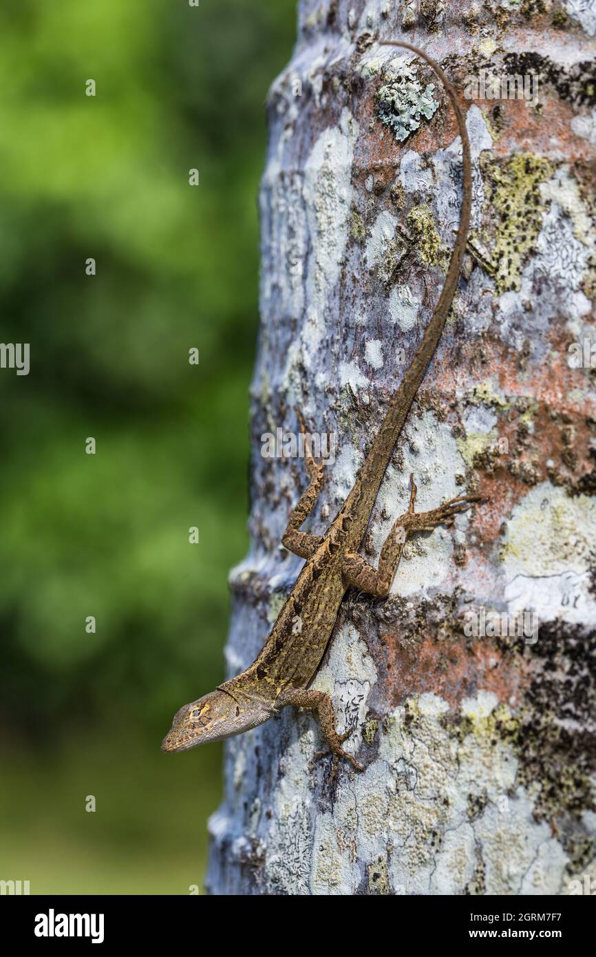 The Brown Anole, Anolis sagrei, also known as the Bahaman Anole on ...