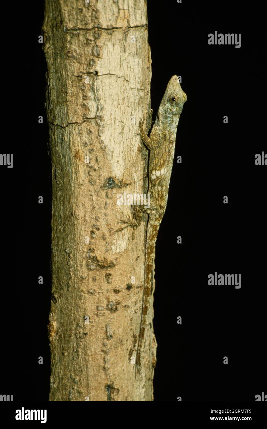 A Lichen Anole, Anolis pentaprion, on a tree trunk in the rainforest of ...