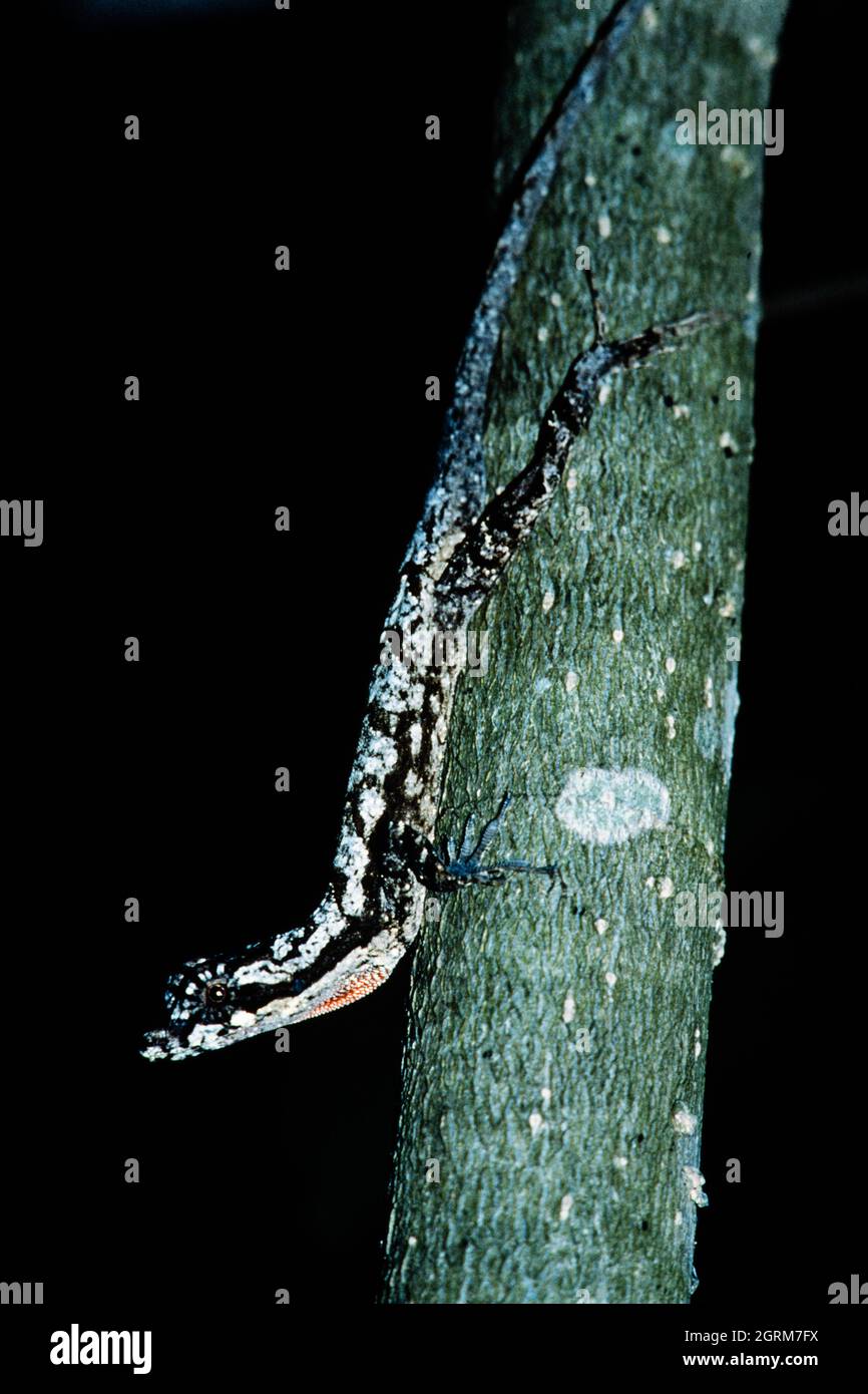 The Ghost Anole or Canopy Anole, Anolis lemurinus, is a small ...