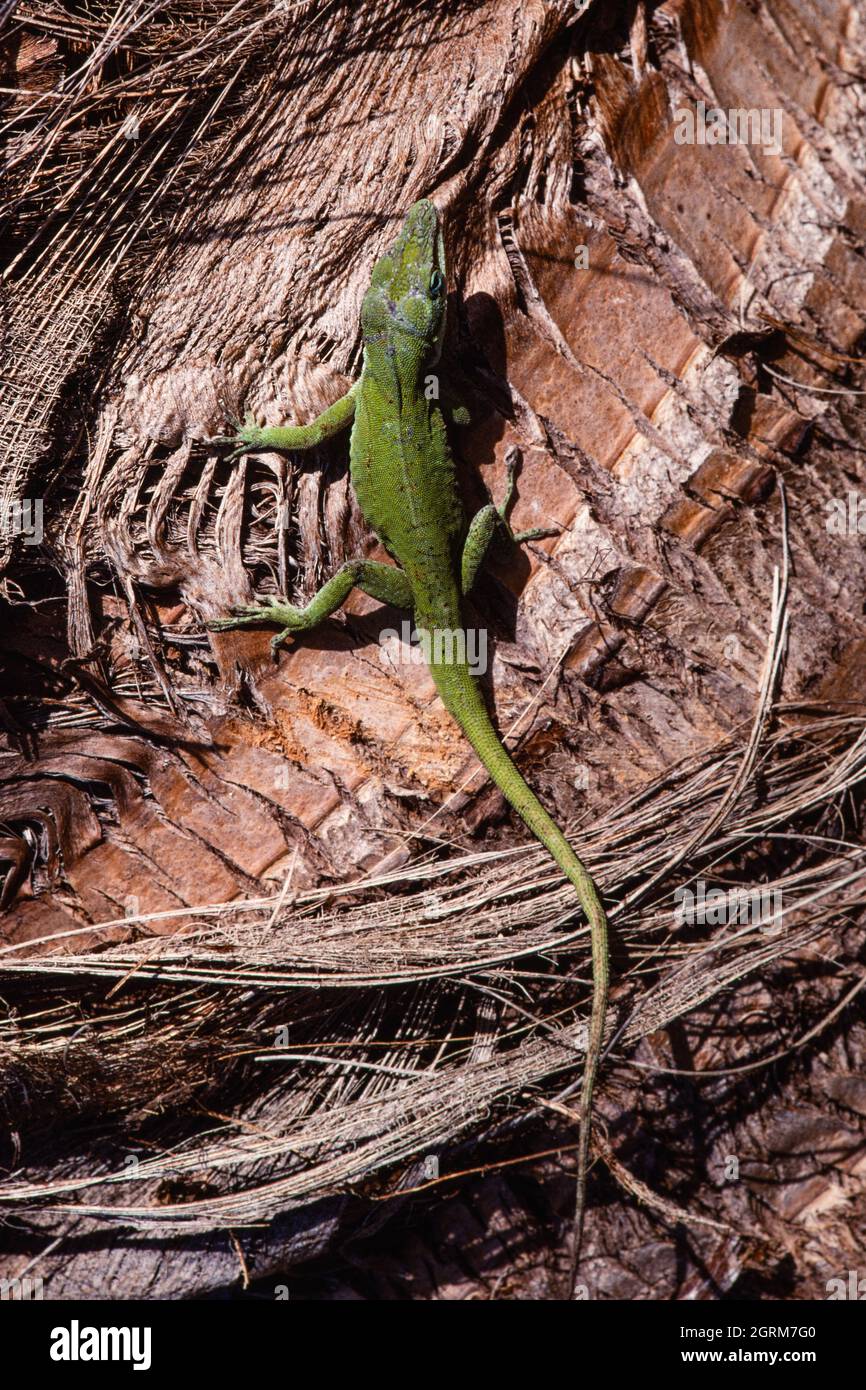 Intoduced on guam hi-res stock photography and images - Alamy