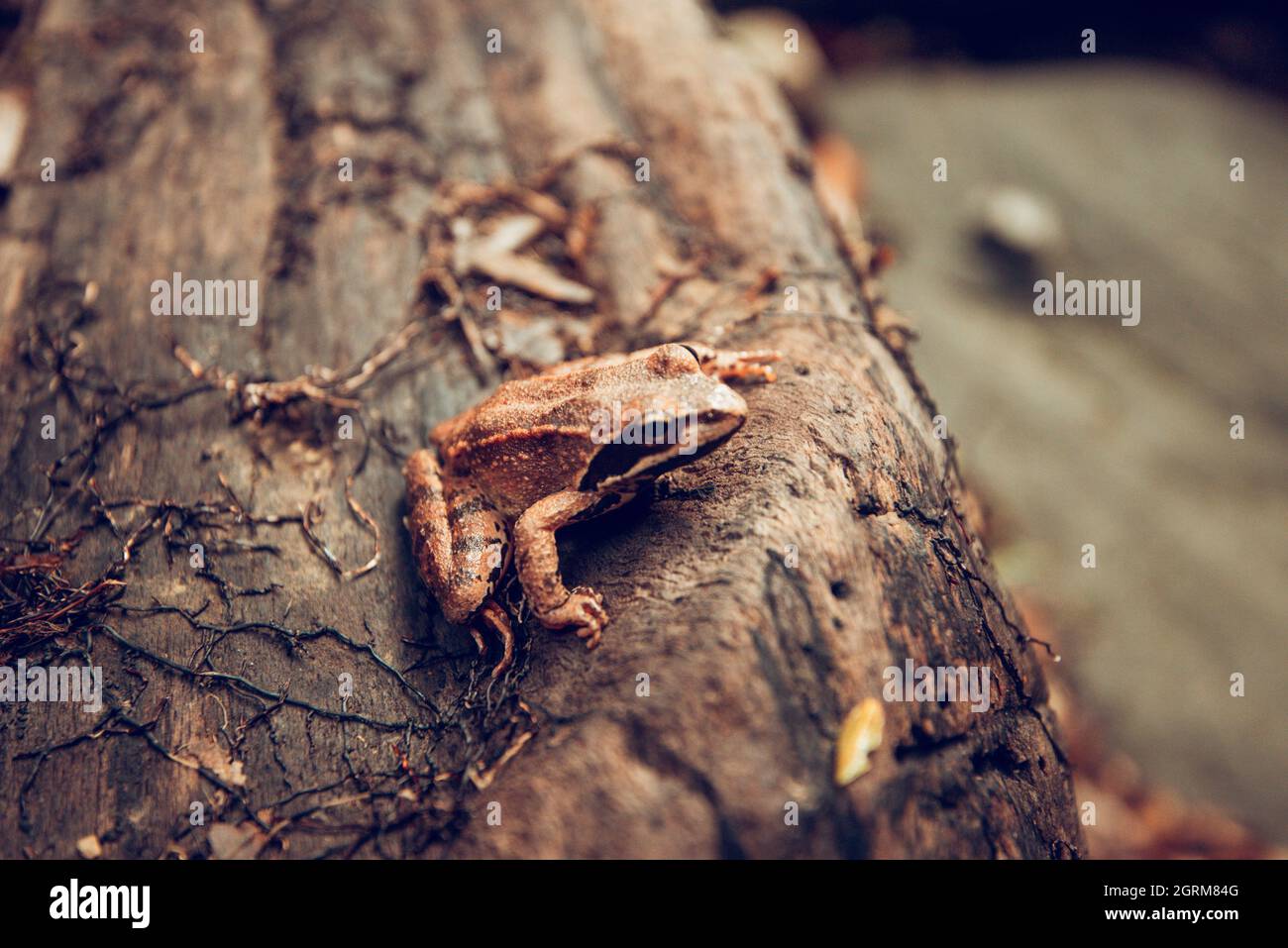 Big cane toad hi-res stock photography and images - Alamy