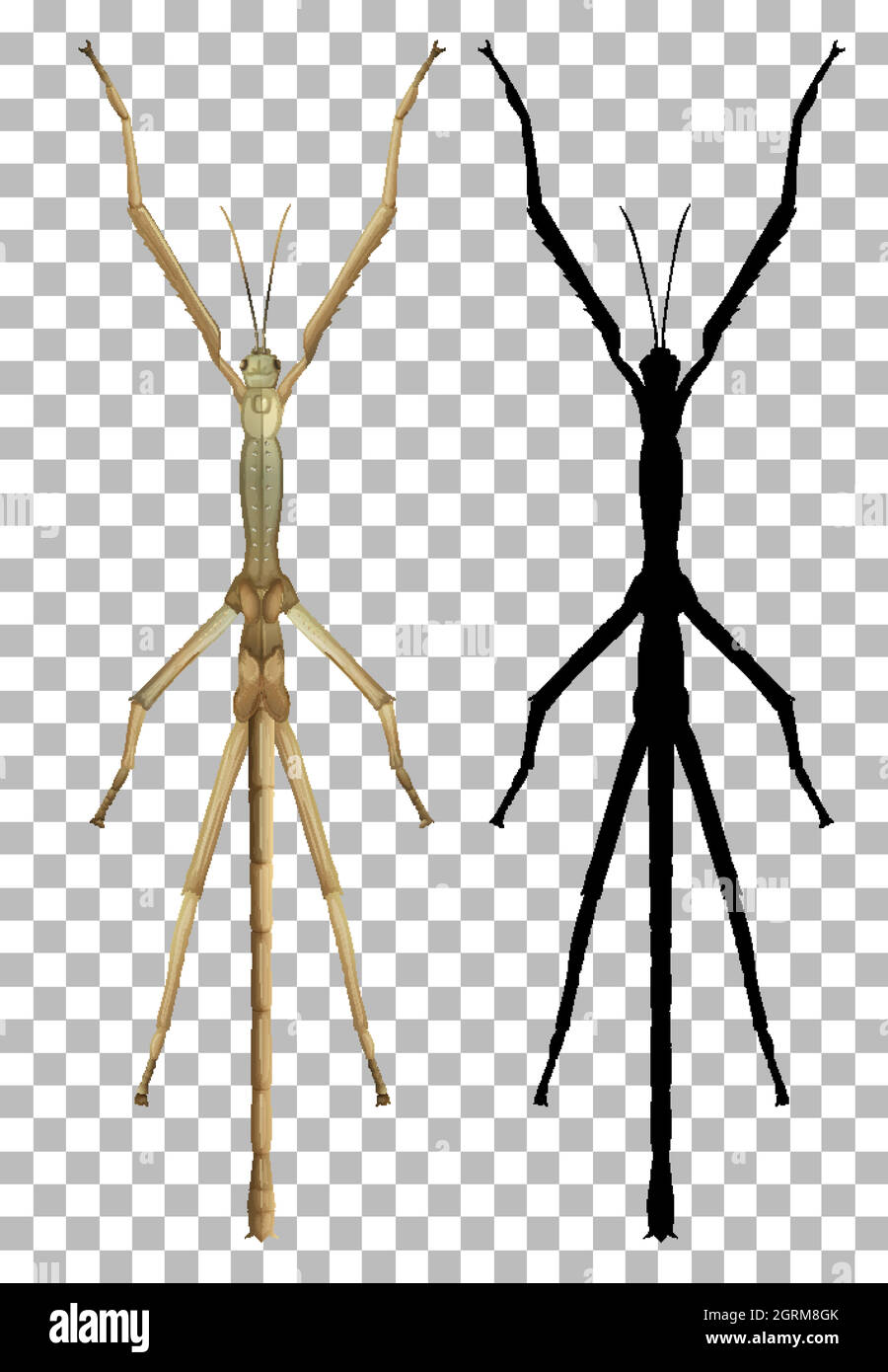 Stick bug on on transparent background Stock Vector Image & Art - Alamy