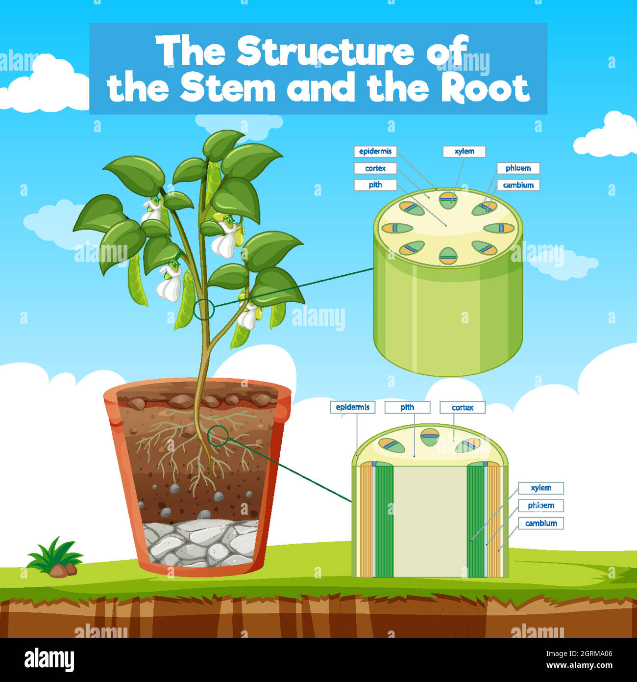 The Structure of the Stem and the Root Stock Vector Image & Art - Alamy