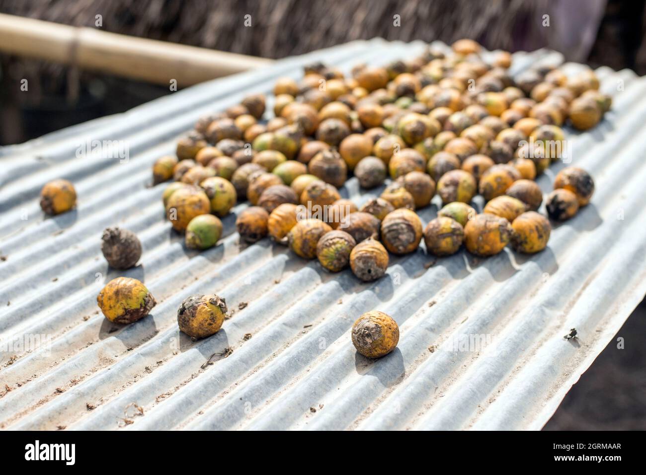 Betel nut ban hi-res stock photography and images - Alamy