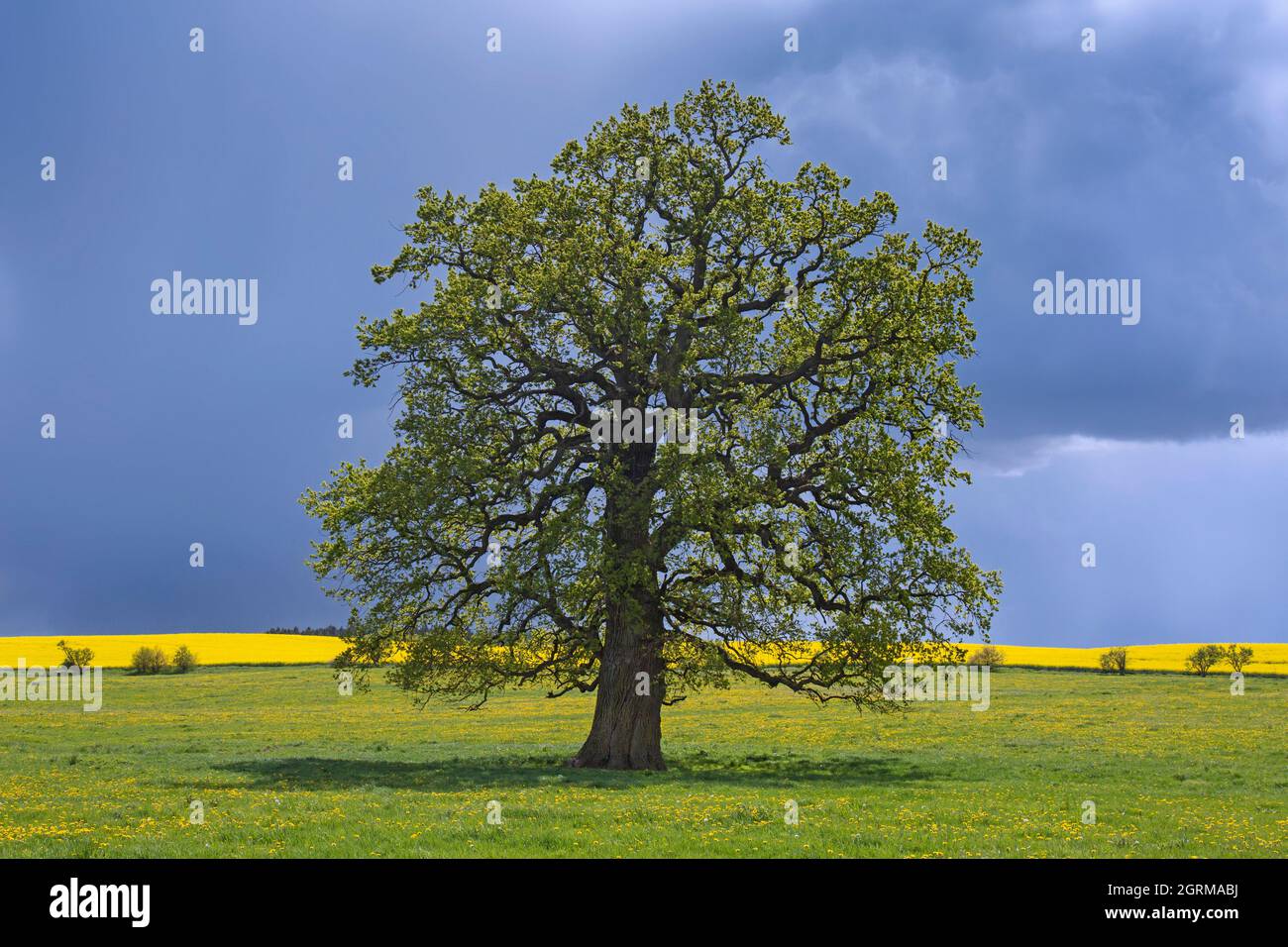 Common oak / pedunculate oak / European oak / English oak (Quercus ...