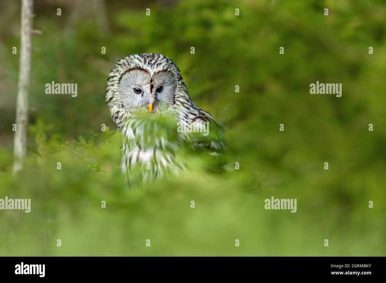 Ural owl (Strix uralensis Stock Photo - Alamy