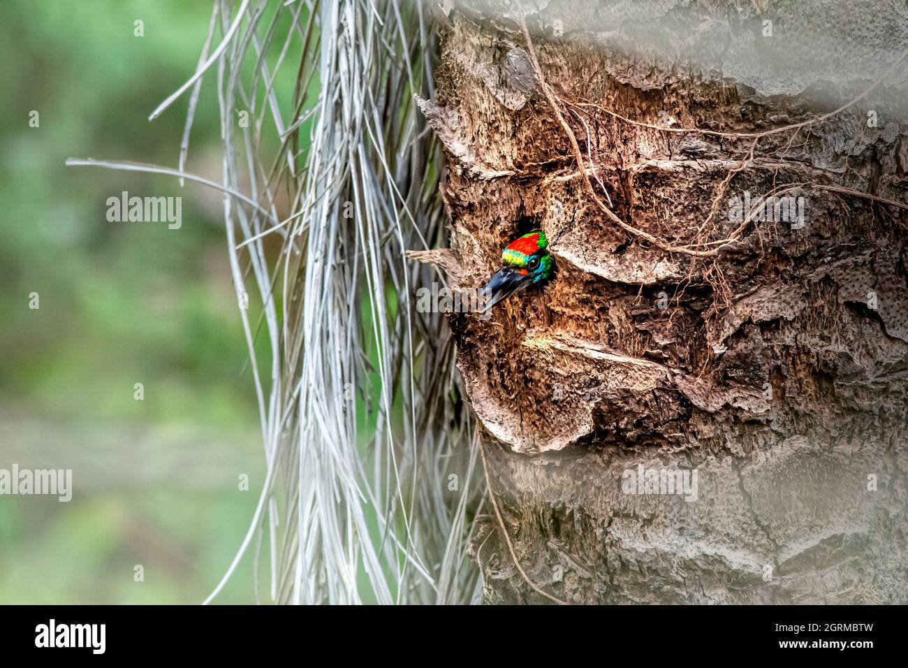 Red-throated Barbet (Megalaima mystacophanos Stock Photo - Alamy