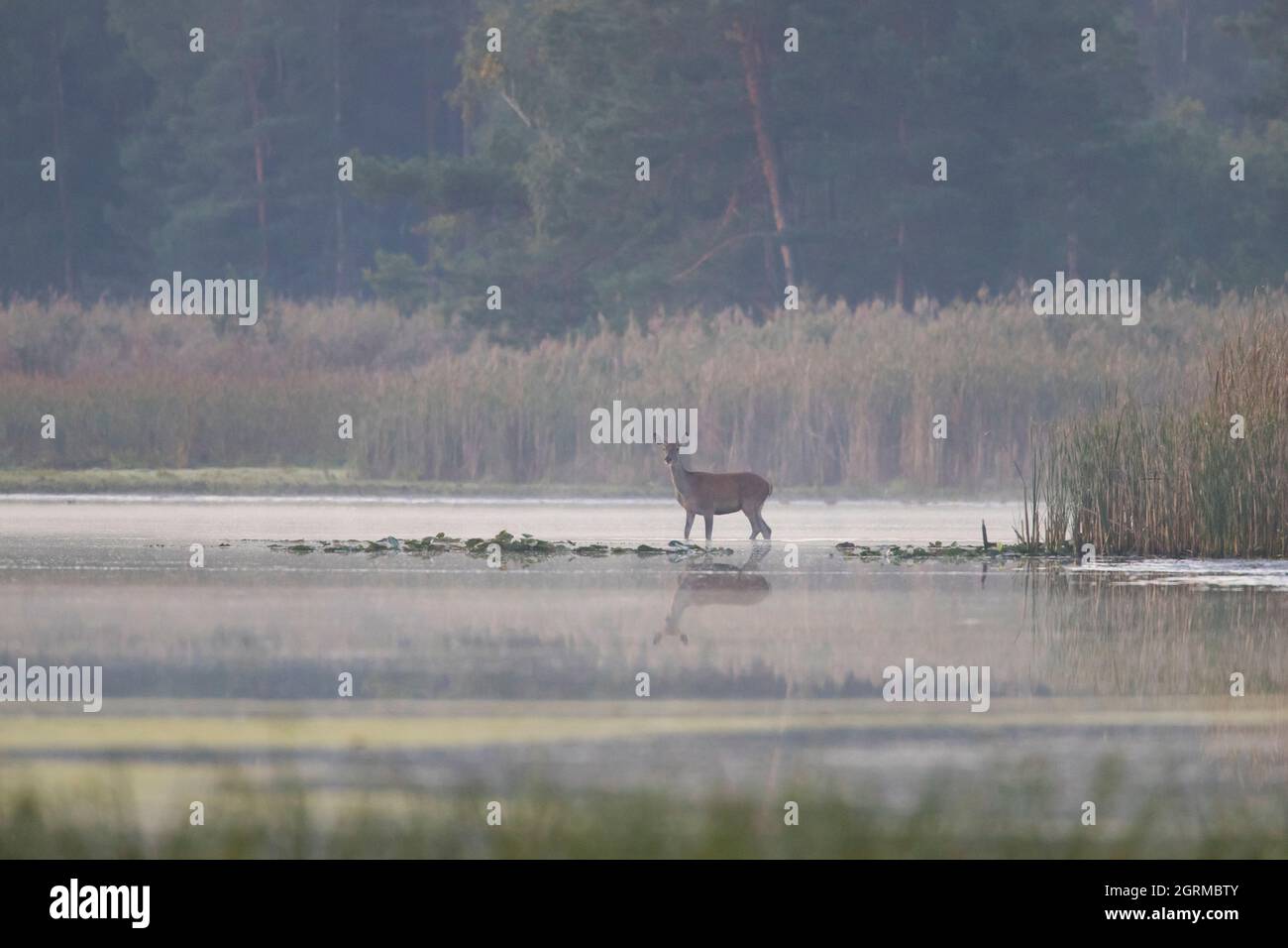 Red deer (Cervus elaphus) female / hind crossing shallow water of pond ...