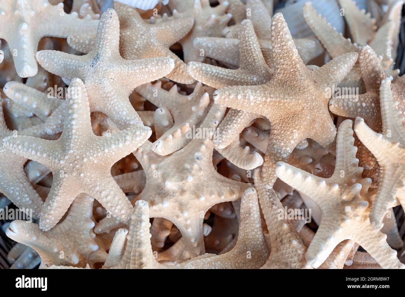 Star shape shell hi-res stock photography and images - Alamy