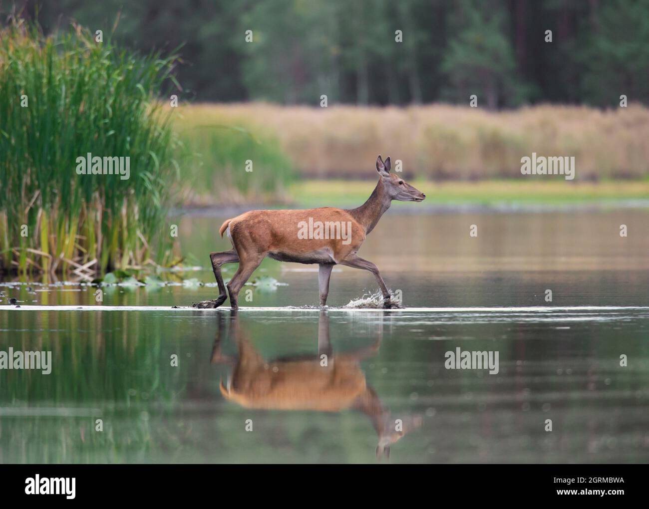 Red deer (Cervus elaphus) female / hind crossing shallow water of pond ...
