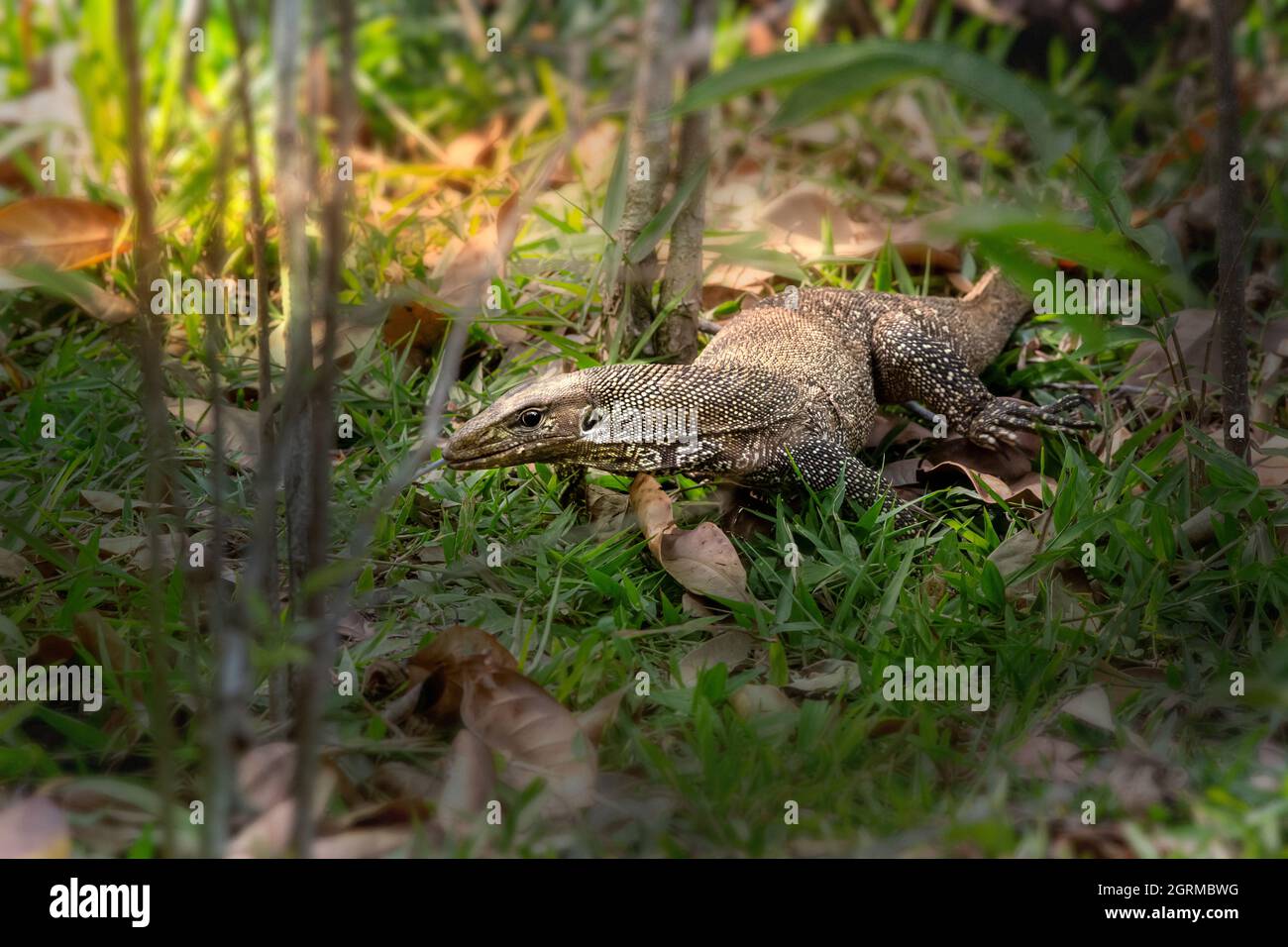 Asian water monitor (Varanus salvator Stock Photo - Alamy
