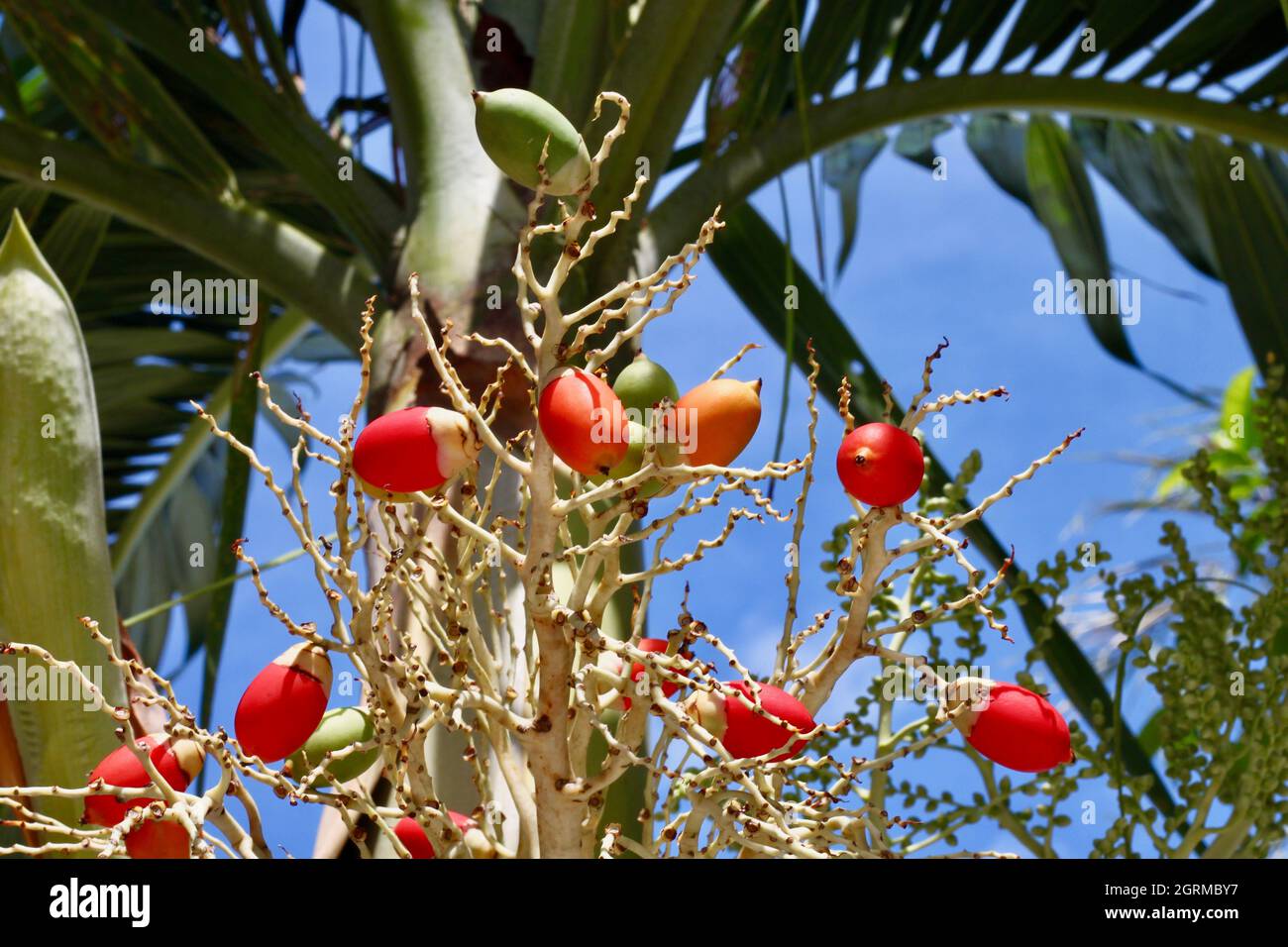 Red peach palm fruit hi-res stock photography and images - Alamy