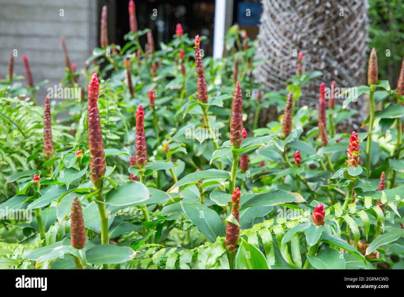 Indian Head Ginger or Red flower of Wild Ginger or Cheilocostus ...