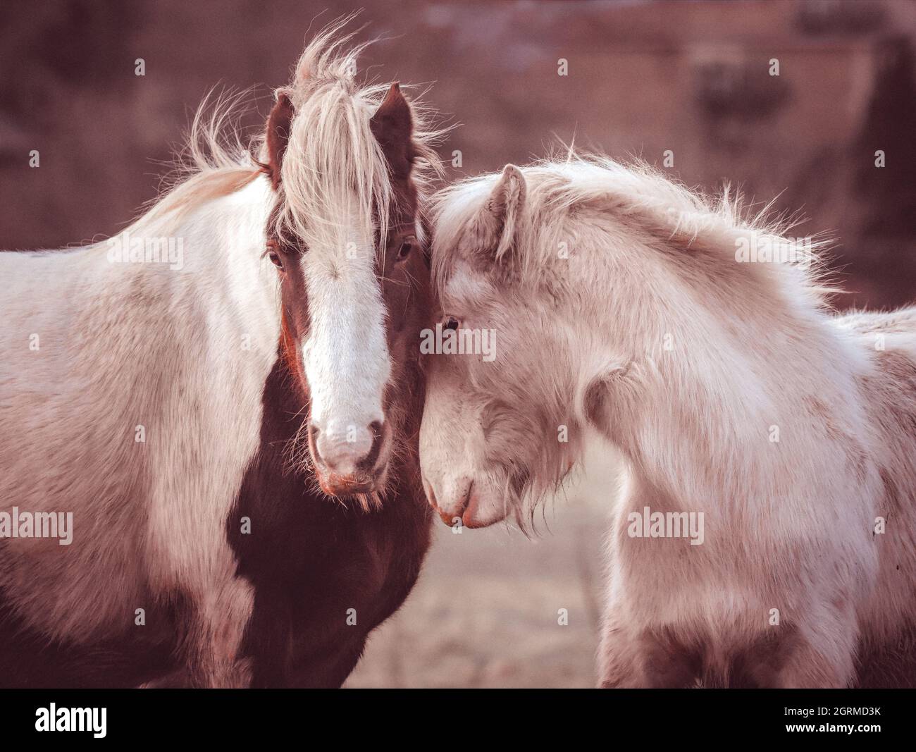Horse cuddle hi-res stock photography and images - Alamy