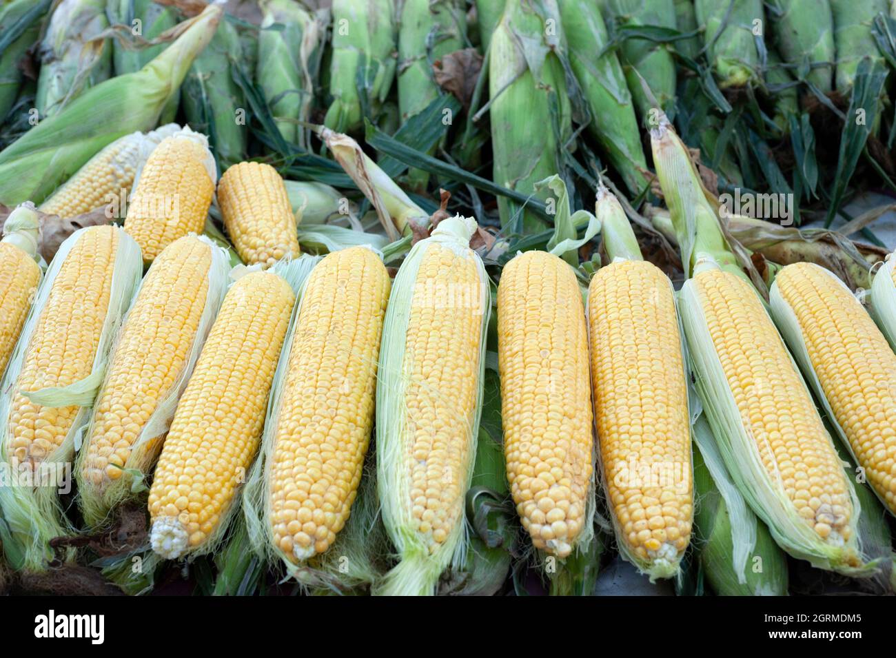 Corn, maize, fried corn, roasted corn Stock Photo - Alamy