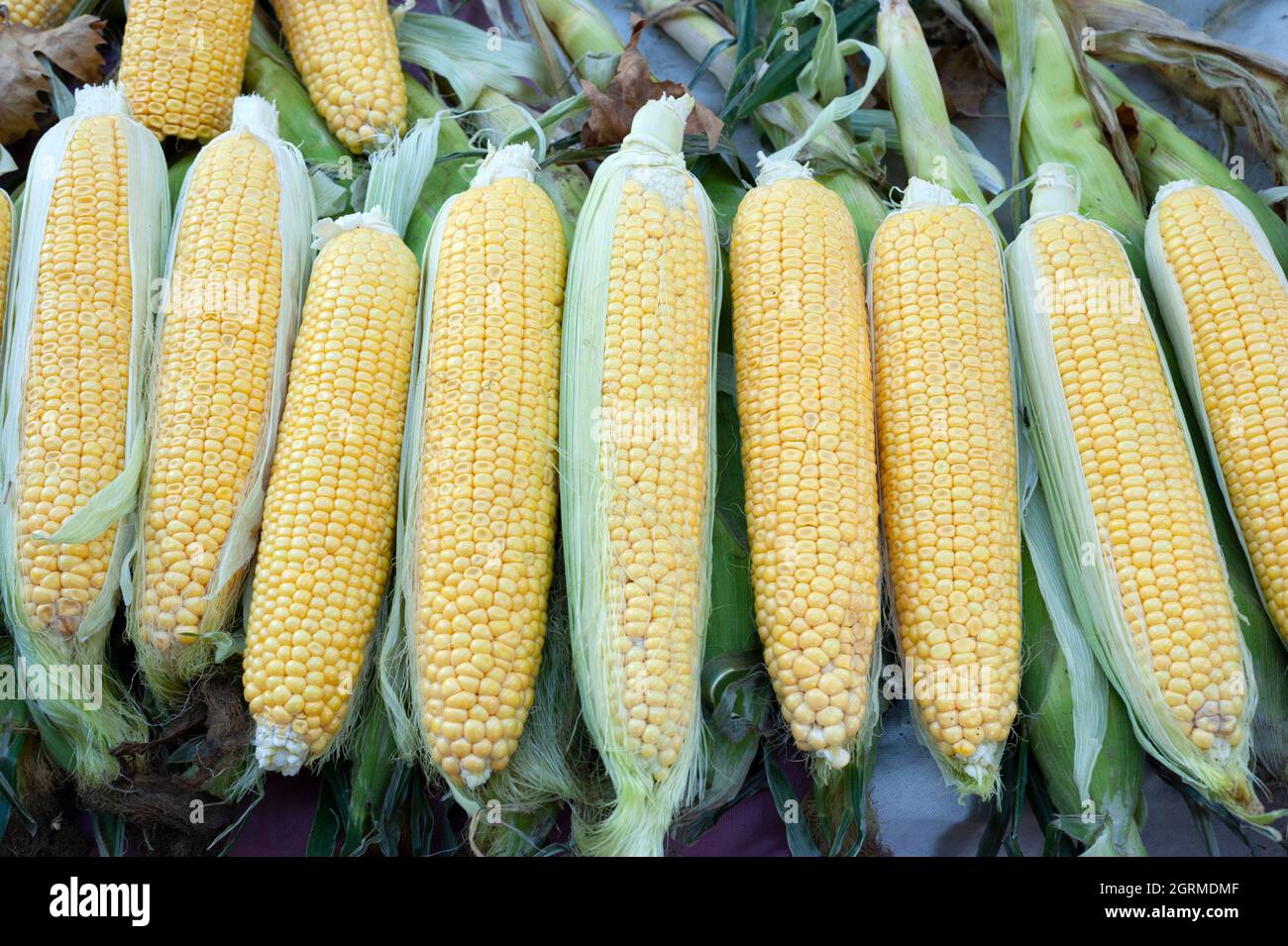Corn, maize, fried corn, roasted corn Stock Photo - Alamy
