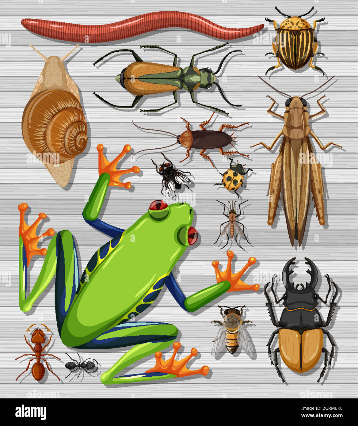 Set of different insects on transparent background Stock Vector Image ...