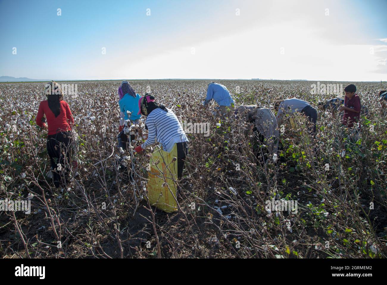 Cotton field pickers hi-res stock photography and images - Alamy