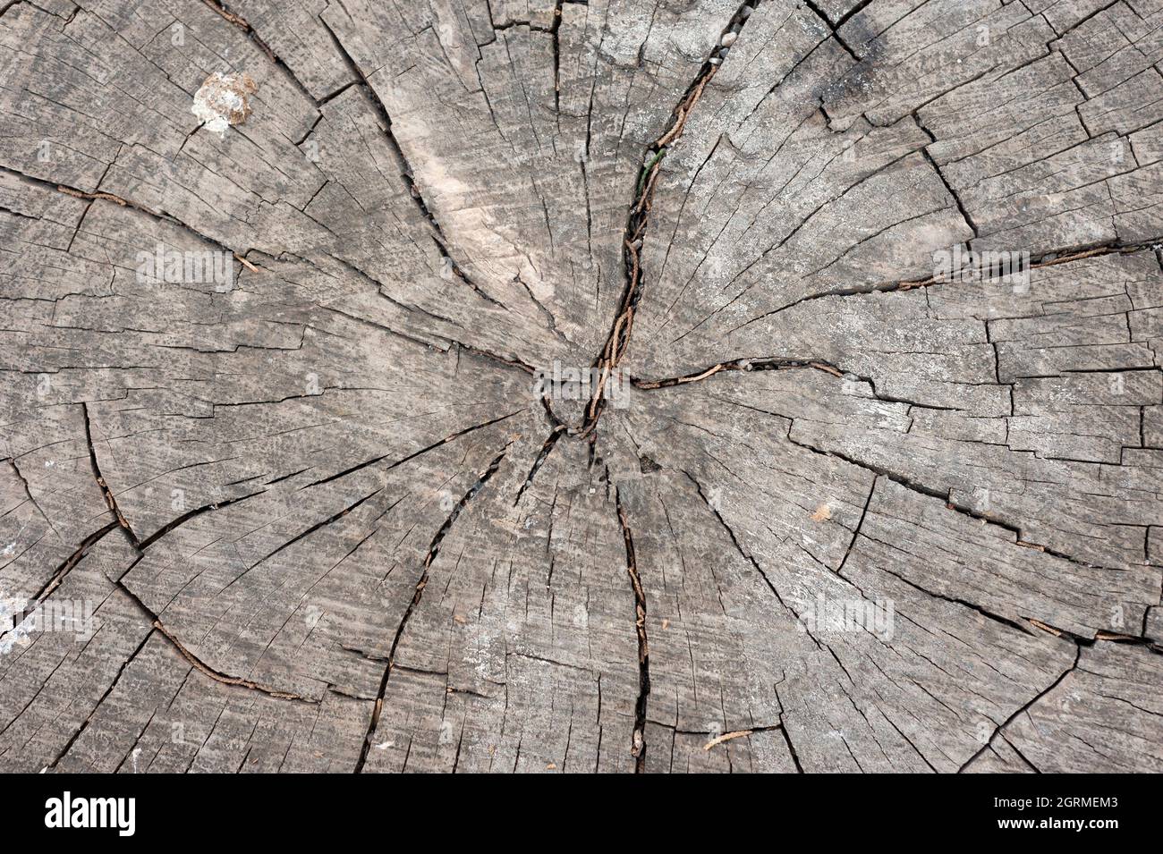 Trunk of a cut tree Stock Photo - Alamy
