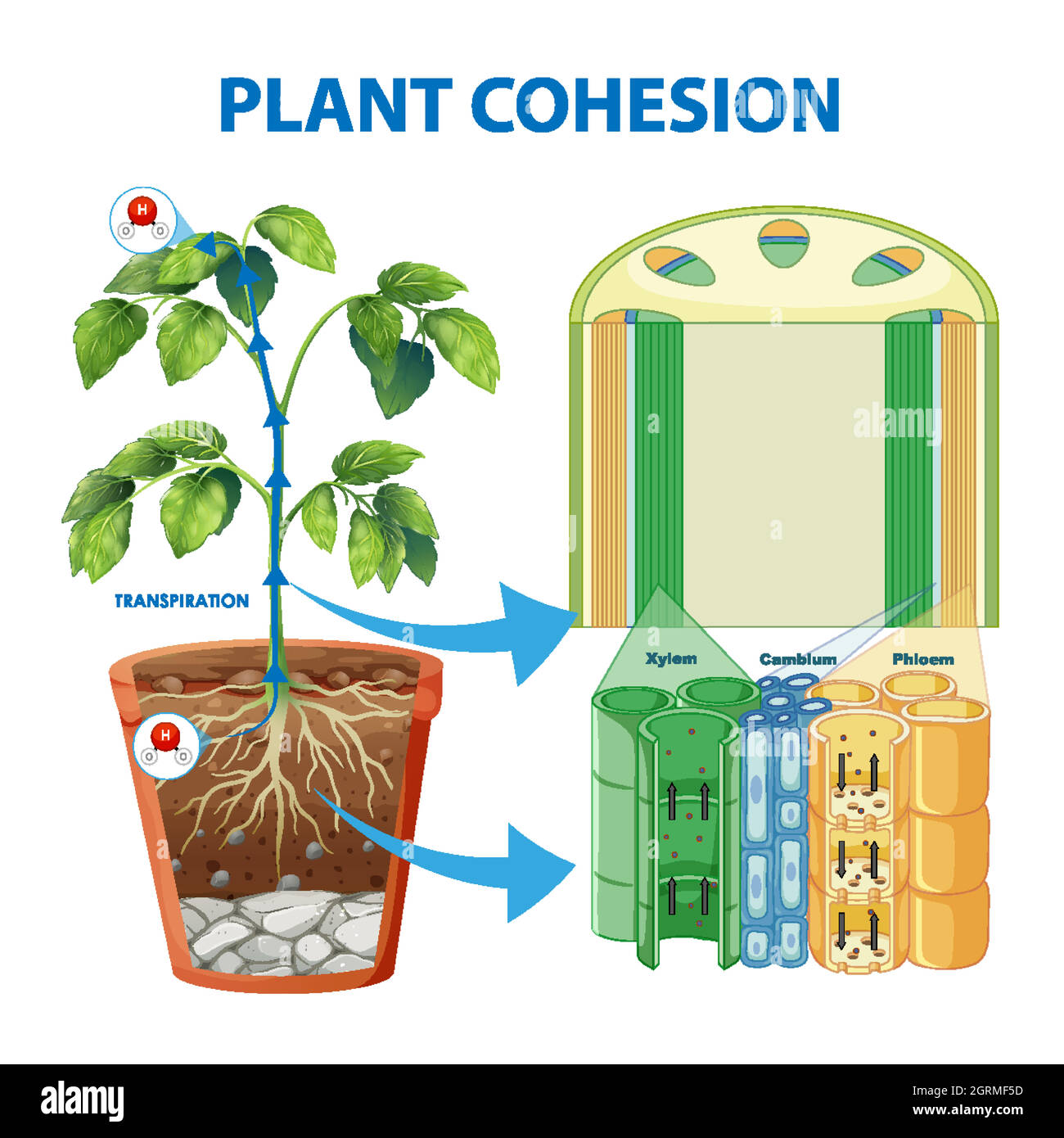 Diagram showing Plant Cohesion Stock Vector Image & Art - Alamy