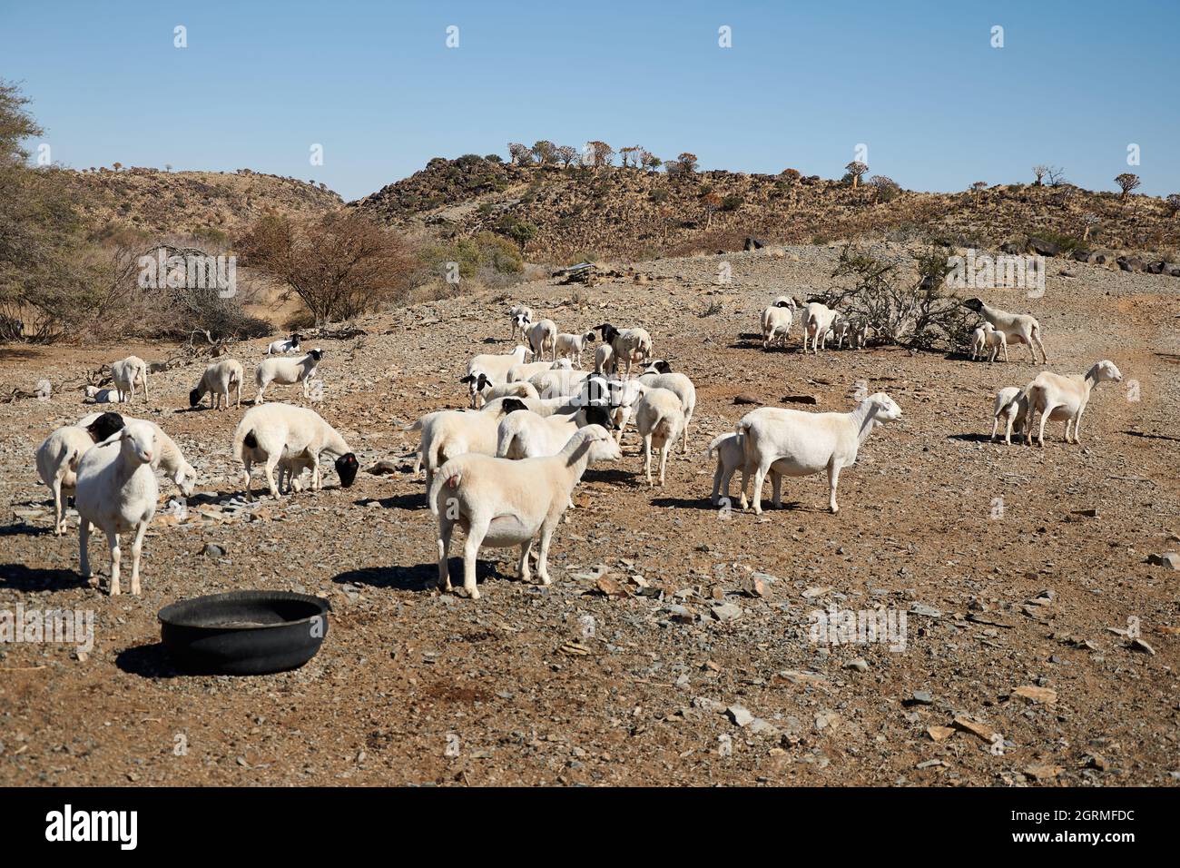 Mob of white Dorper sheep on desert farm in Namibia, Southern Africa ...