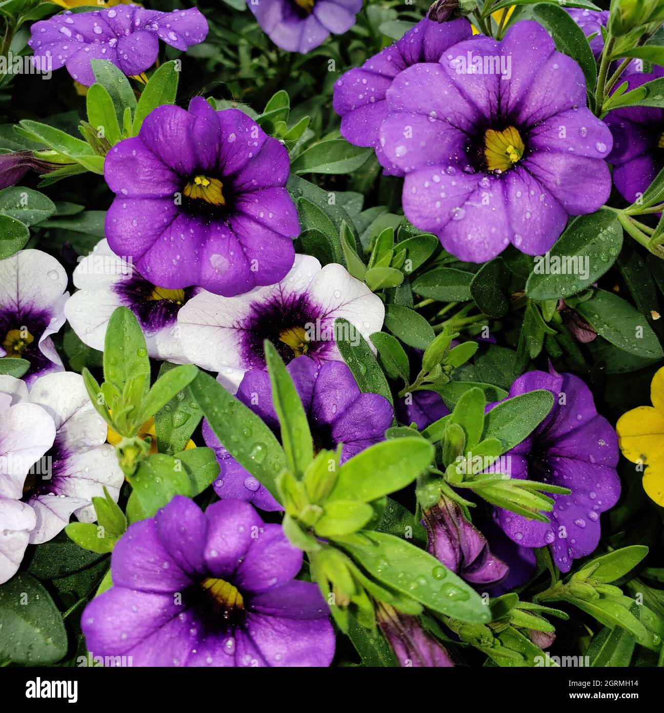 Seaside petunia hi-res stock photography and images - Alamy