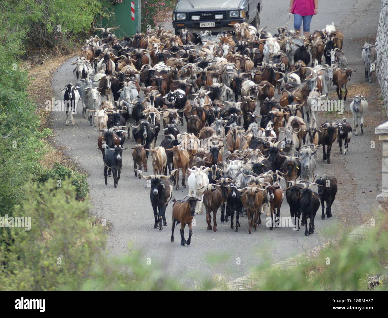 Herd of goats walking on the street Stock Photo - Alamy