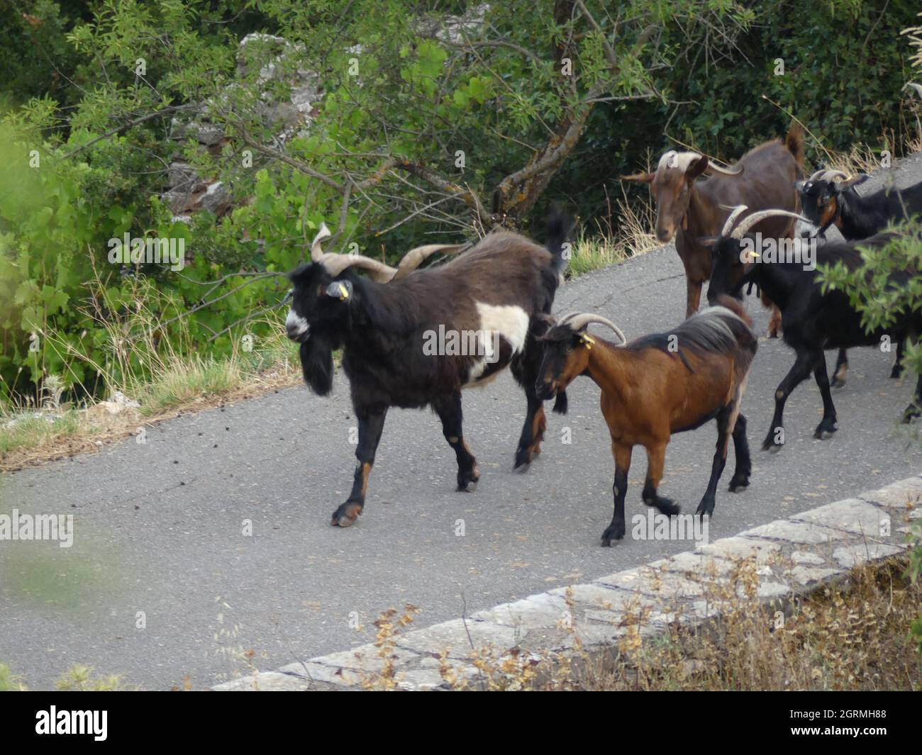 Group wild goats on hi-res stock photography and images - Alamy