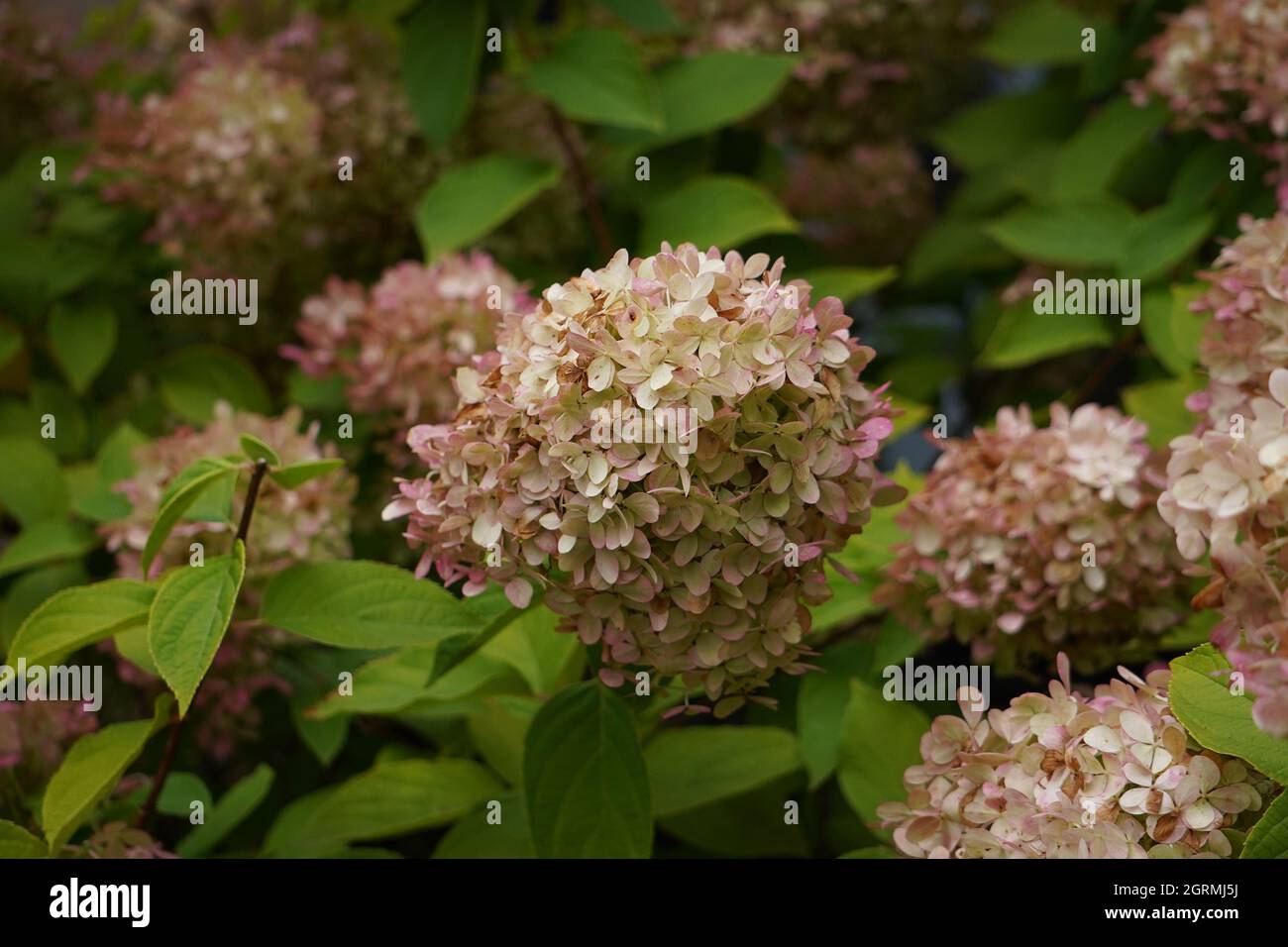 Selective closeup of pink Hydrangea paniculata flower in a garden Stock ...