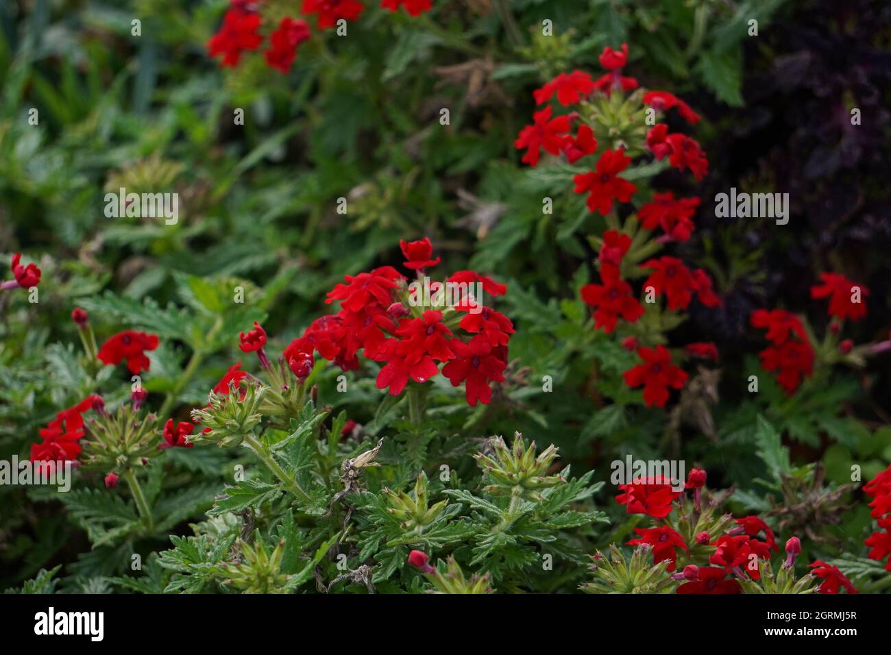 Selective of red verbena plant in a garden Stock Photo - Alamy