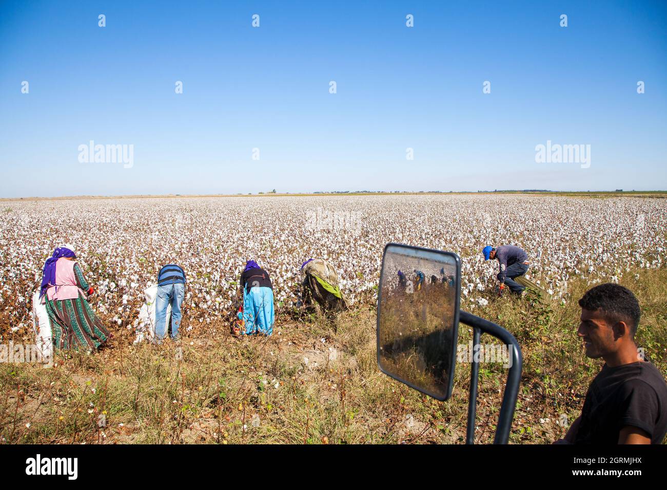 Adana,Turkey - 09-26-2014: Workers collecting cotton in the cotton ...