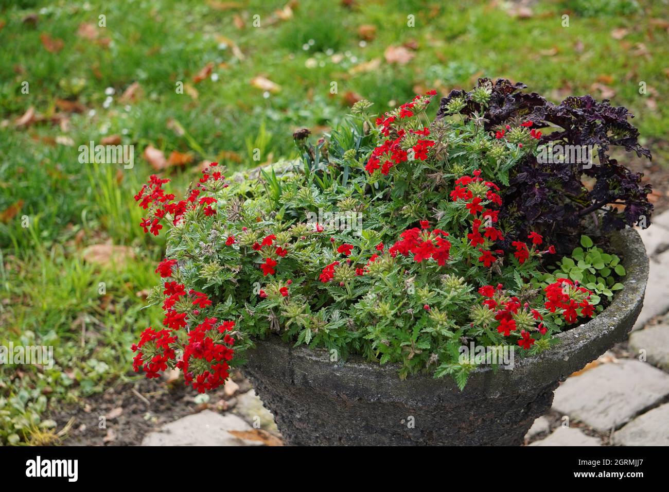 Selective of red verbena plant in a stone pot in a garden Stock Photo ...