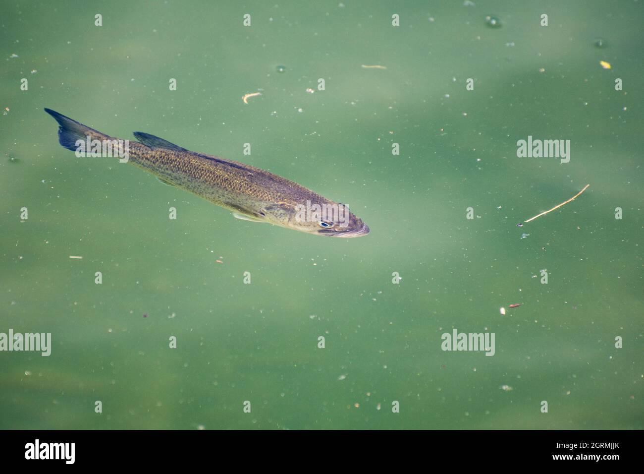 Fish on the water surface of the lake Stock Photo - Alamy