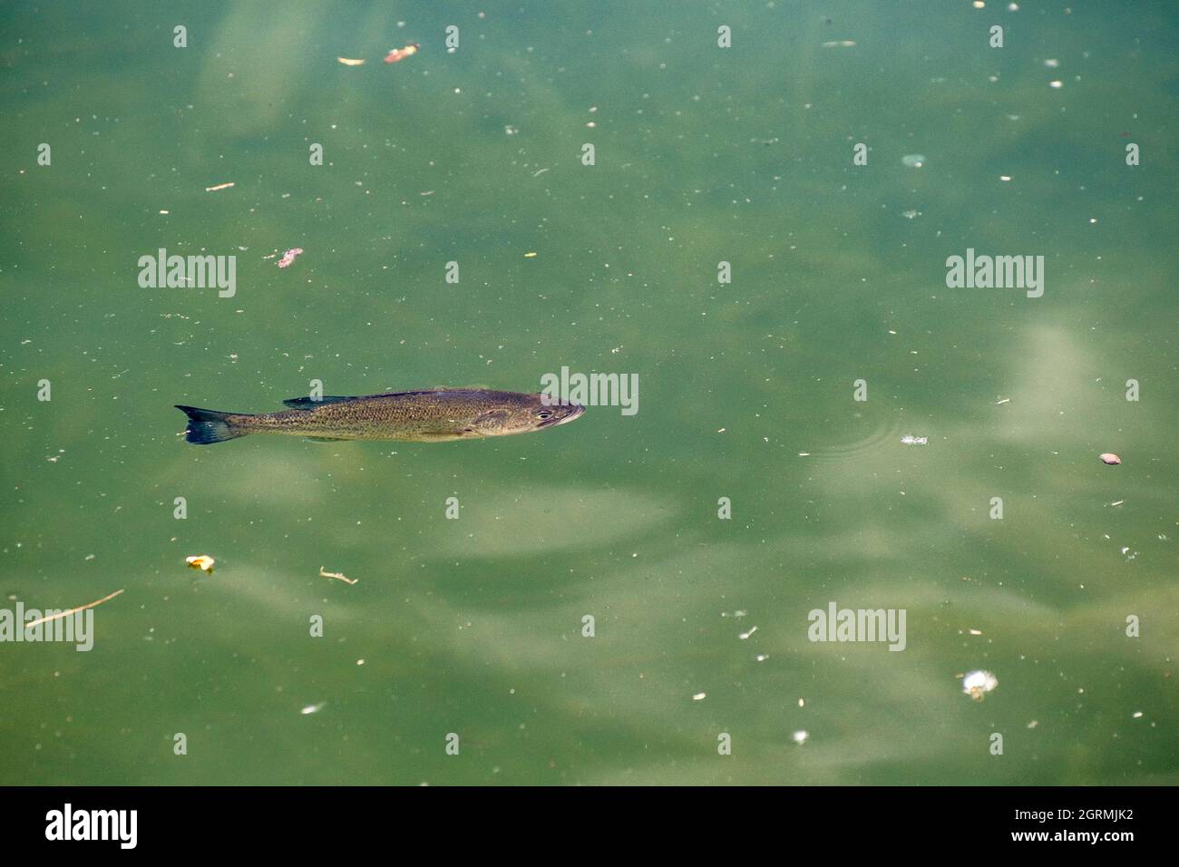 Fish on the water surface of the lake Stock Photo - Alamy