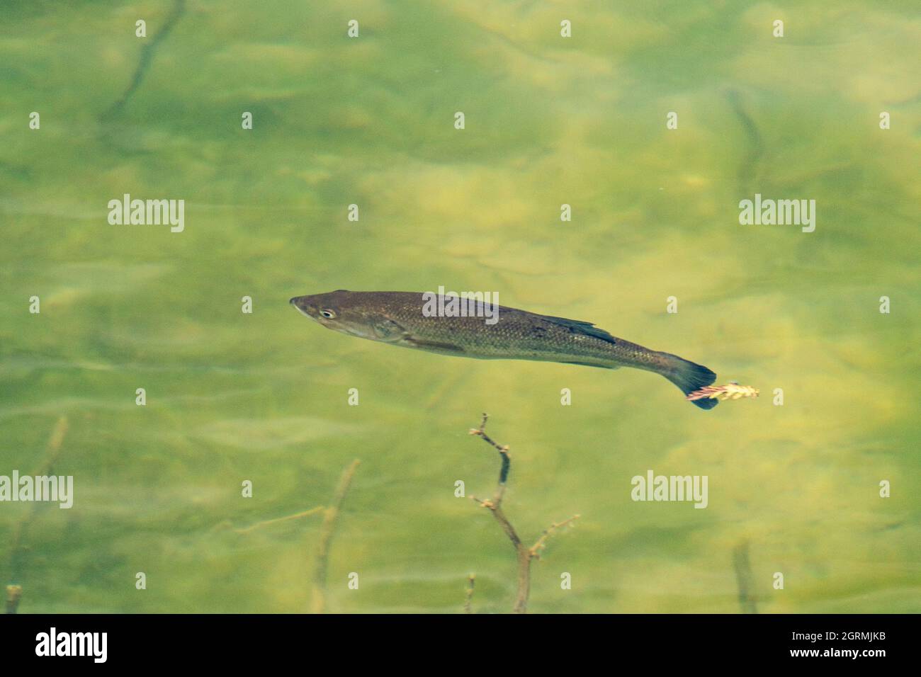 Fish on the water surface of the lake Stock Photo - Alamy
