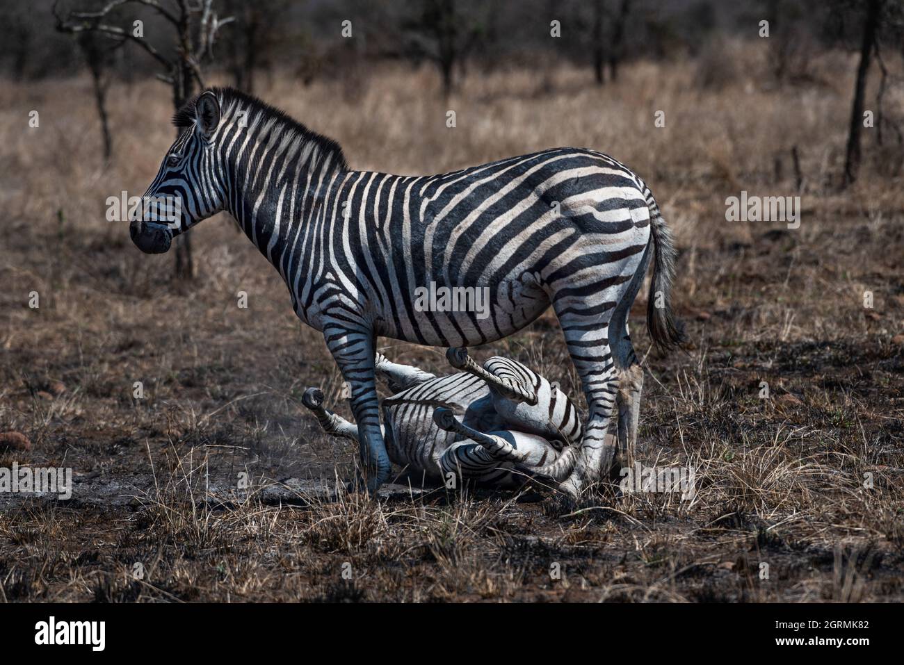 Equus zebra back hi-res stock photography and images - Alamy