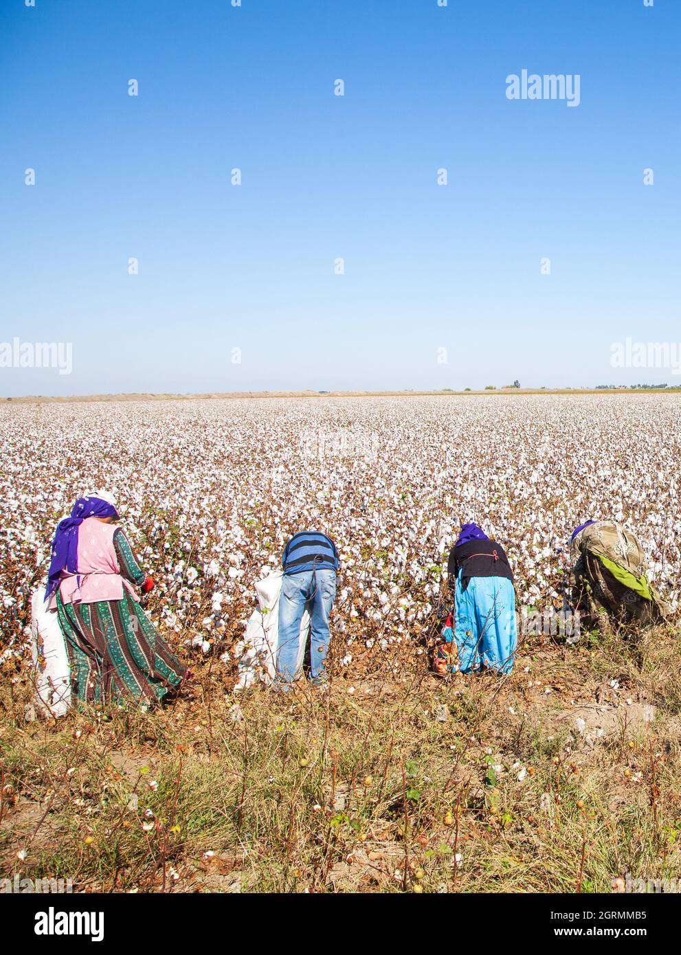 Cotton field pickers hi-res stock photography and images - Alamy
