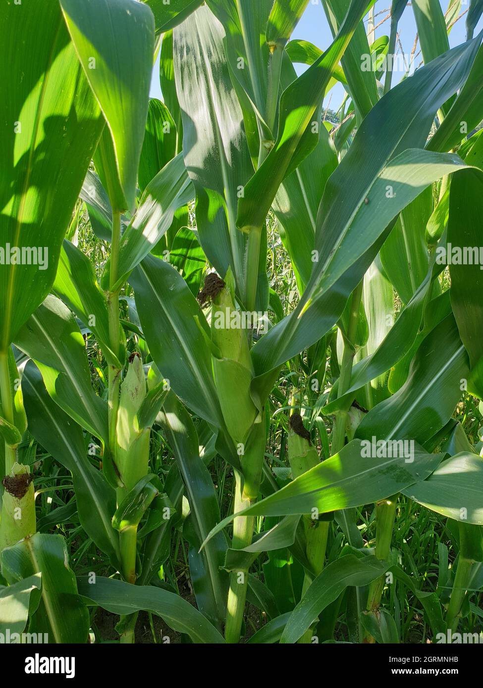 Vertical shot of corn plant leaves in the field on a sunny weather ...