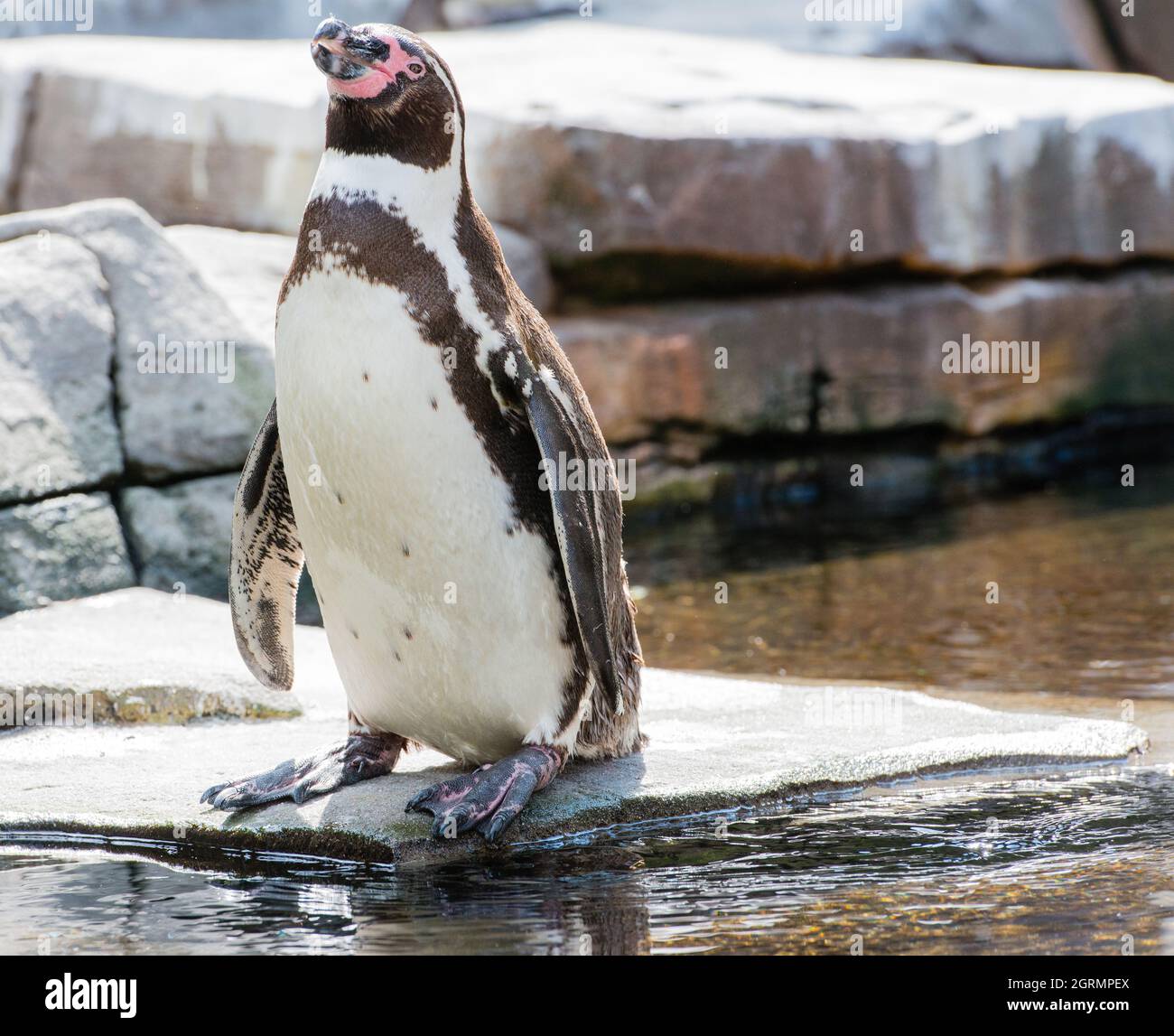 Gentoo swimming underwater hi-res stock photography and images - Alamy