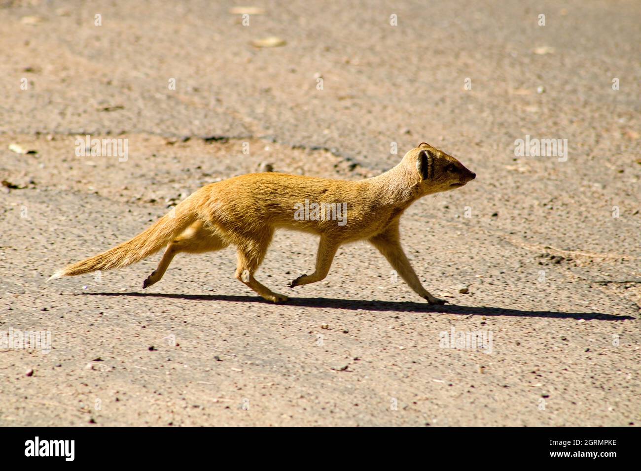 Closeup shot of a mongoose walking in a deserted area Stock Photo - Alamy